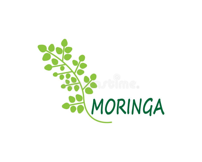 Moringa Leaf Vector Template Illustration Stock Vector - Illustration ...