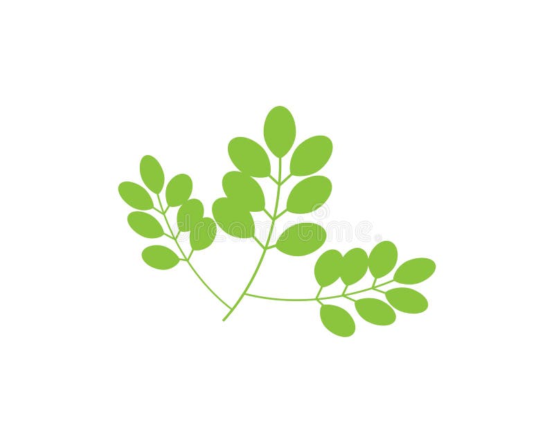 Moringa Leaf Vector Template Illustration Stock Vector - Illustration ...