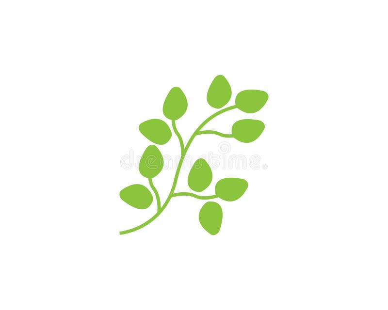 Moringa Leaf Vector Template Illustration Stock Vector - Illustration ...