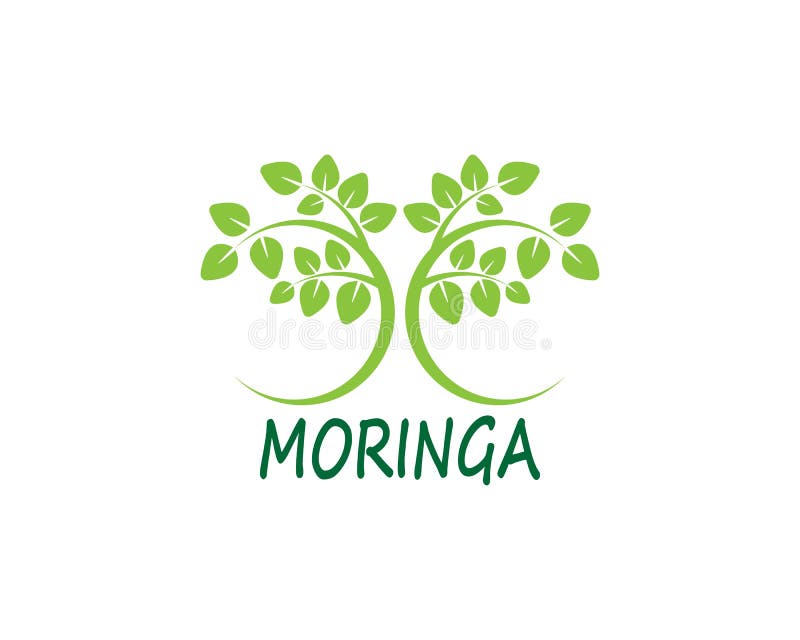 Moringa Leaf Vector Template Illustration Stock Vector - Illustration ...