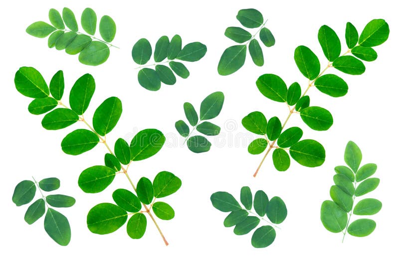 Moringa Leaves Pattern Texture. Stock Photo - Image of nutrition ...