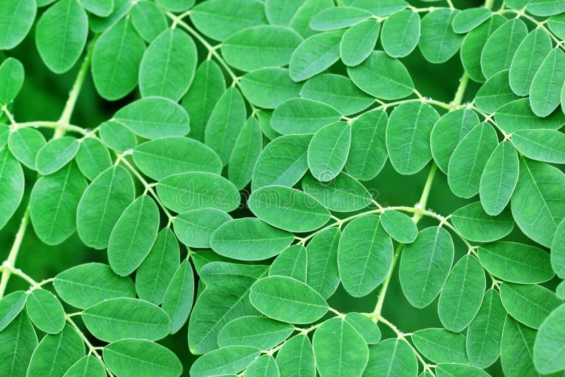 Moringa leaves background stock photo. Image of horseradish - 34103638