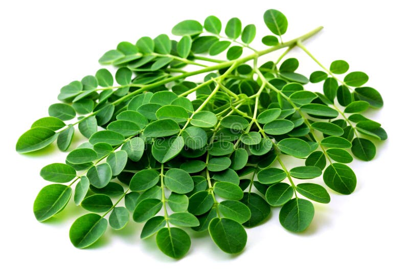 Moringa Leaves Isolated on White Background. (Moringa Oleifera ...