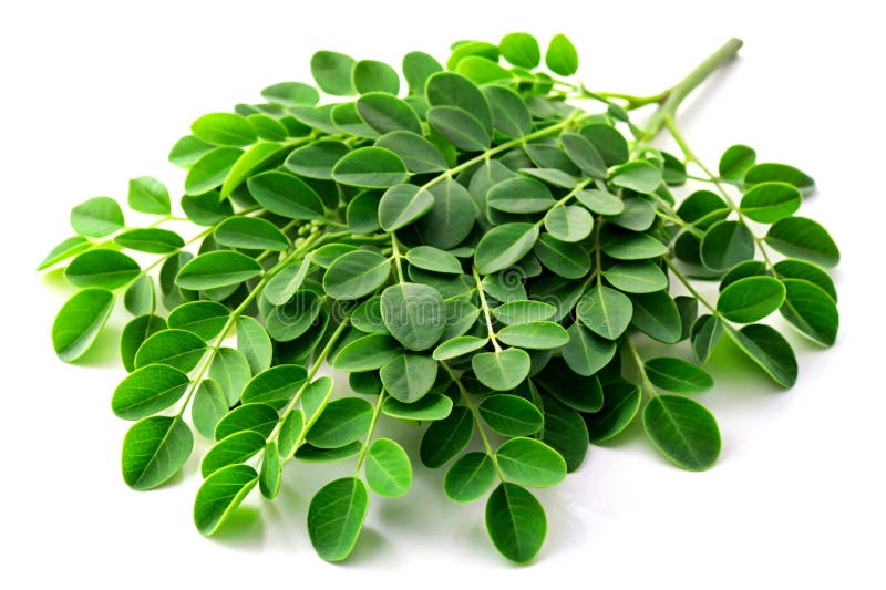 Moringa Leaves Isolated on White Background. (Moringa Oleifera ...