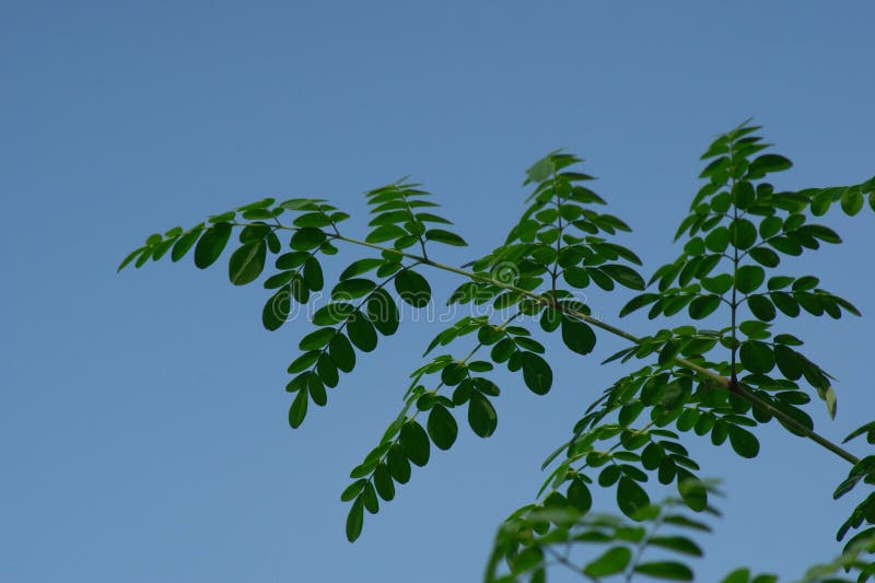 Moringa leaves stock photo. Image of moringa, fresh - 328179836