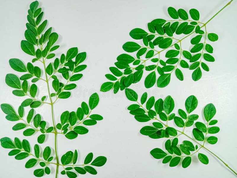 Moringa Plant Drawing Stock Photos - Free & Royalty-Free Stock Photos ...
