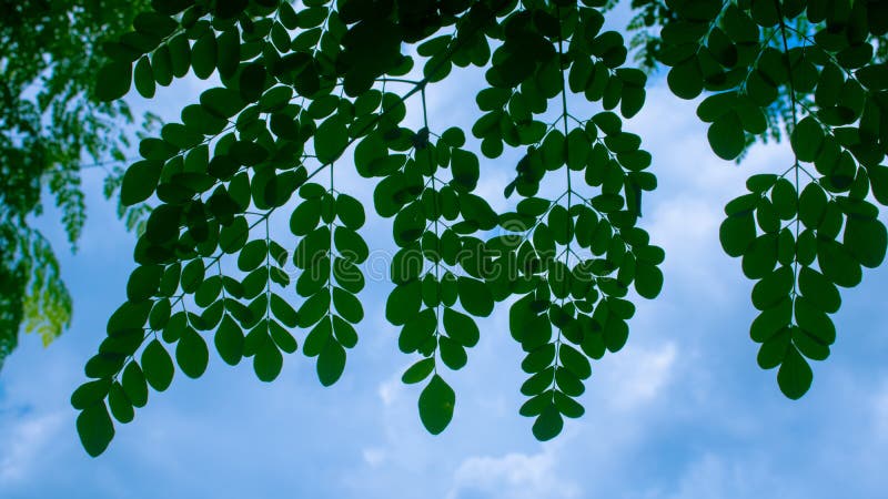 Moringa, Leaves Moringa Oleifera Lamk. Natural Moringa Leaves Blue Sky ...