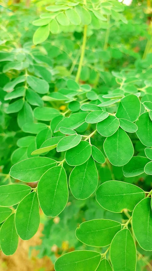 Moringa Leaves are Rich in Health Benefits Stock Photo - Image of green ...