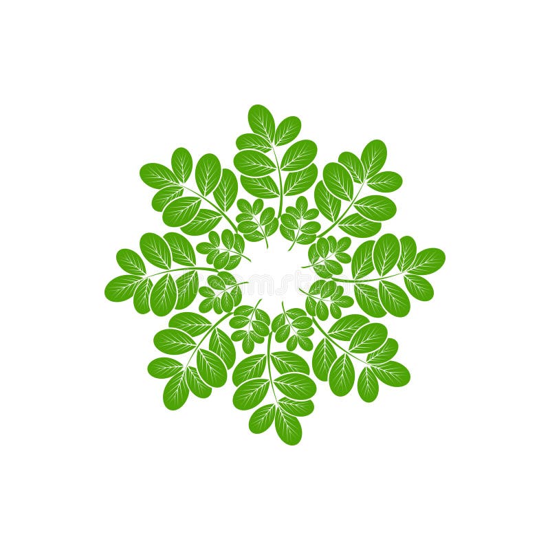 Moringa Logo Vector Template Symbol Nature Stock Vector - Illustration ...