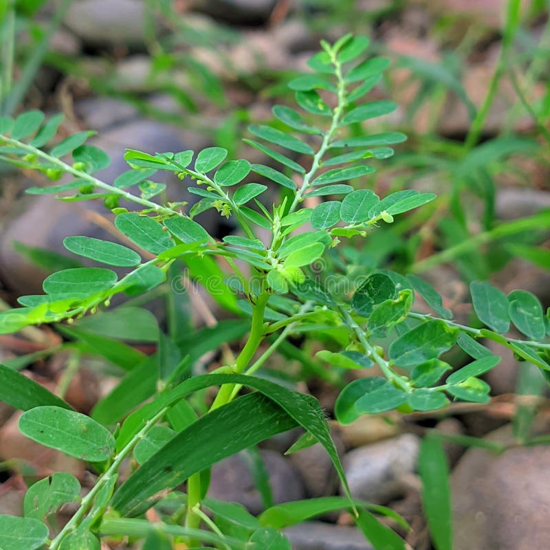 Moringa or Merunggai is a Type of Plant the Moringaceae Tribe Stock ...