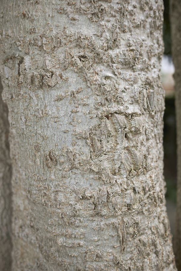 Moringa Oleifera Bark Close Up Stock Image - Image of background ...