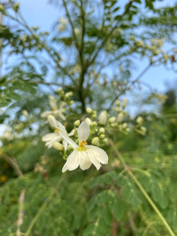 Moringa Oleifera Flower in Nature Garden Stock Photo - Image of plant ...