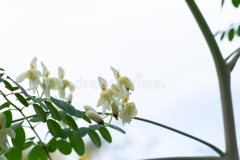 Moringa Oleifera Flower on Tree. Stock Image - Image of organic, season ...