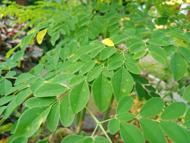 Moringa Oleifera,Fresh Moringa Leaves, Green Moringa Leaf Vegetables ...