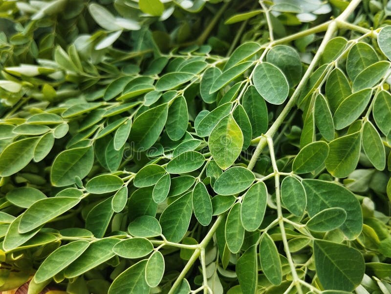 Moringa Oleifera Fresh Moringa Leaves on the Table Stock Image - Image ...