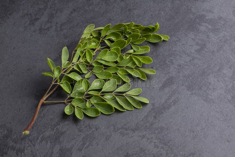 Moringa Oleifera - Fresh Organic Moringa Leaves; on Gray Background ...