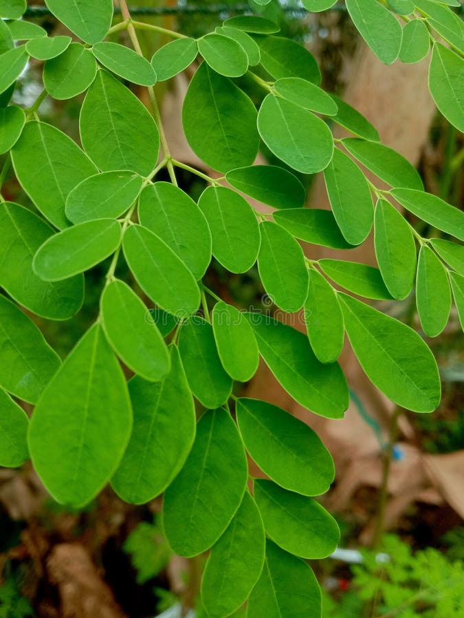 Moringa Oleifera Herbs Bright Oxygen Green Vegetable Cosmetics Rare ...