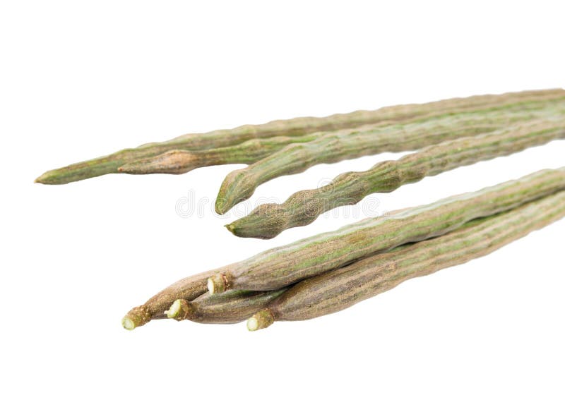 Moringa Oleifera Lam or Bitter Cucumber-chinese Stock Image - Image of ...