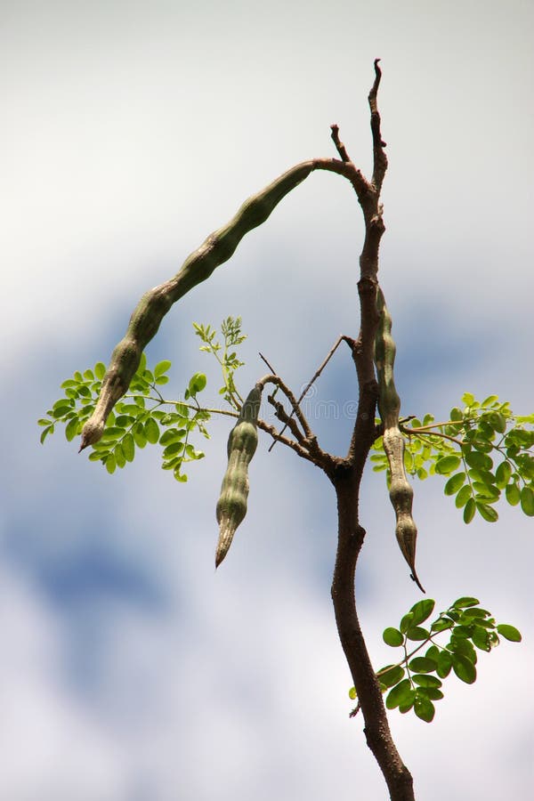 Moringa Oleifera Lam. or Horse Radish Tree Stock Image - Image of ...