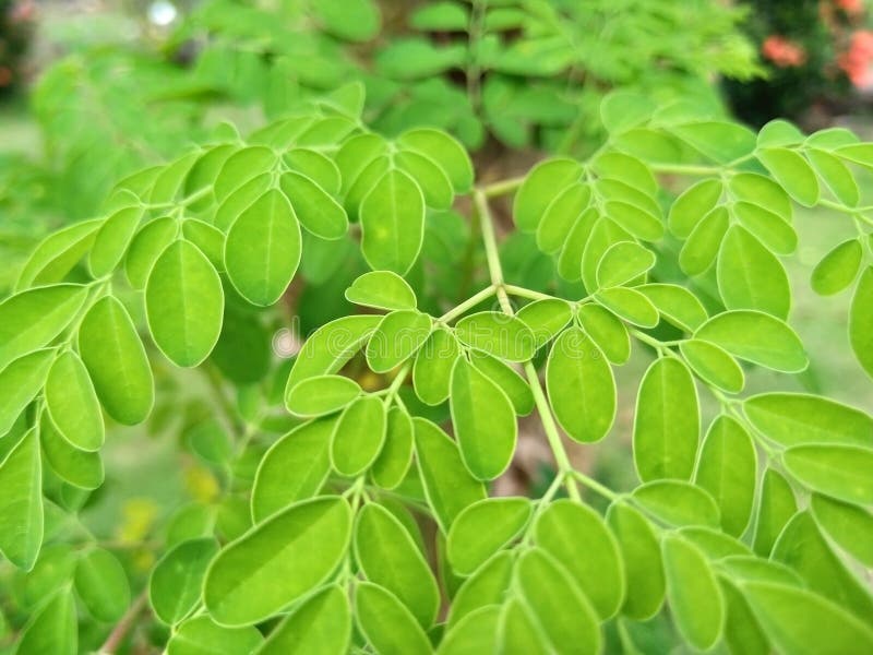Moringa Oleifera Leaf in Backyard Stock Image - Image of moringa, plant ...