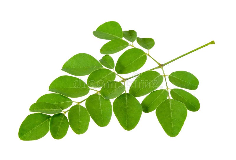 Moringa Oleifera Leaf Isolated on White Stock Image - Image of organic ...
