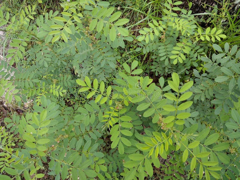 Moringa Oleifera Leafs stock image. Image of moringa - 181588087