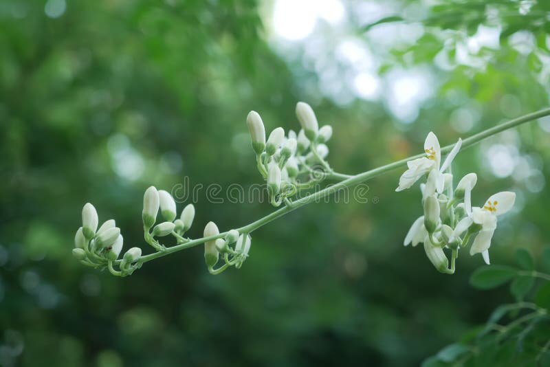 Moringa Oleifera, Moringa Leaves, Beautiful Moringa Flowers on Its Tree ...