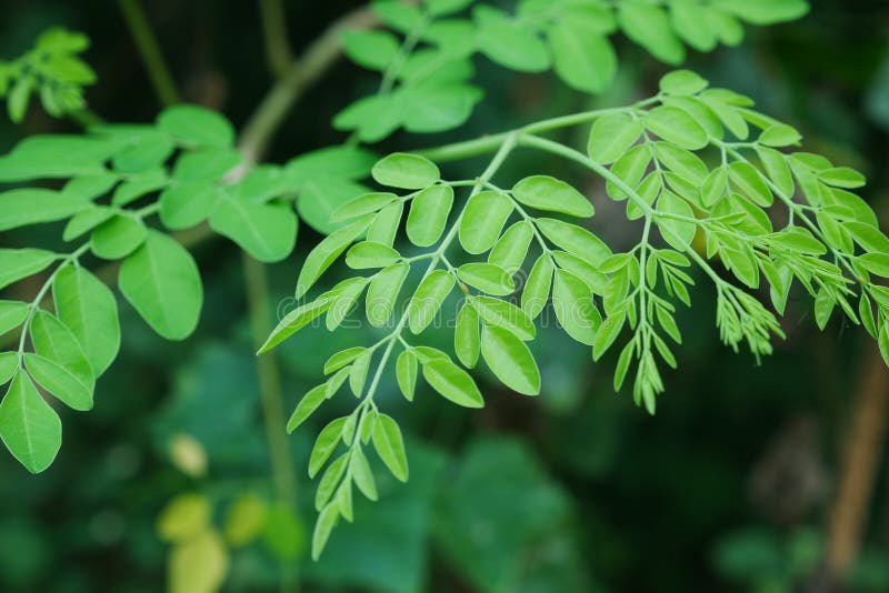 Moringa Oleifera, Moringa Leaves, Beautiful Moringa Leaves on the Tree ...