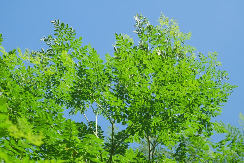 Moringa Oleifera, Moringa Leaves, Beautiful Moringa Leaves on the Tree ...