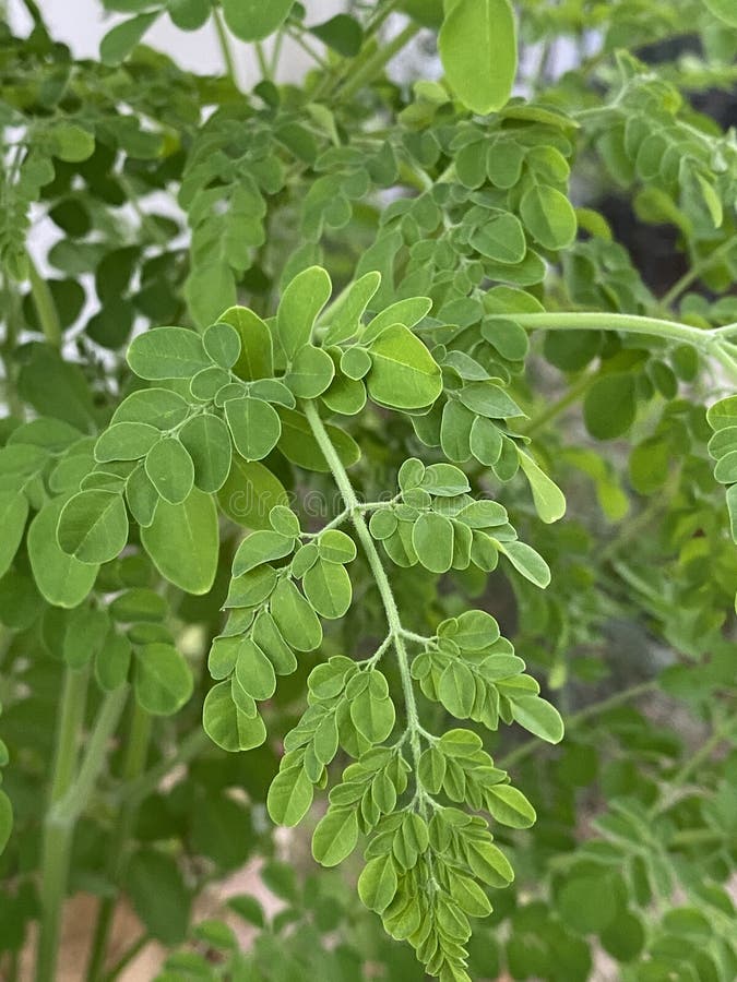 Moringa Oleifera leaves stock photo. Image of soil, flower - 232318086