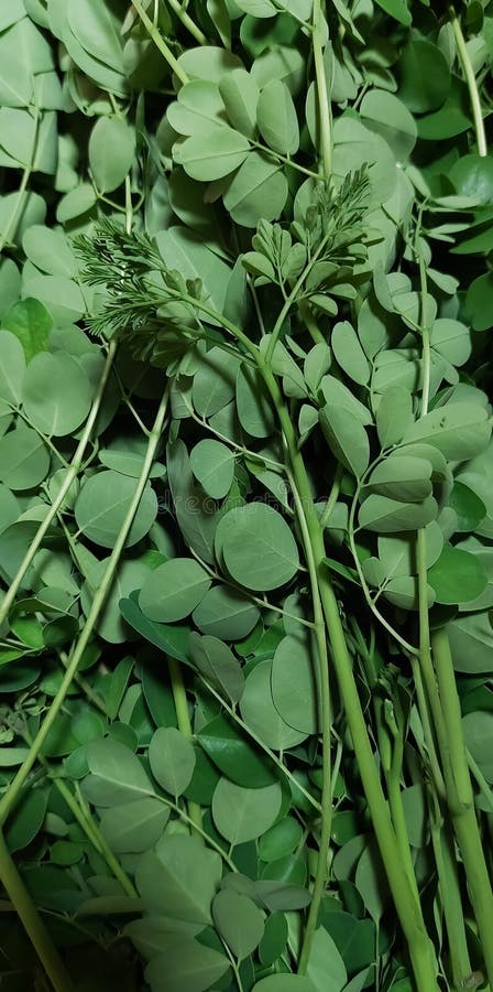 Moringa Oleifera Leaves. a Plant from the Moringaceae Tribe Stock Image ...