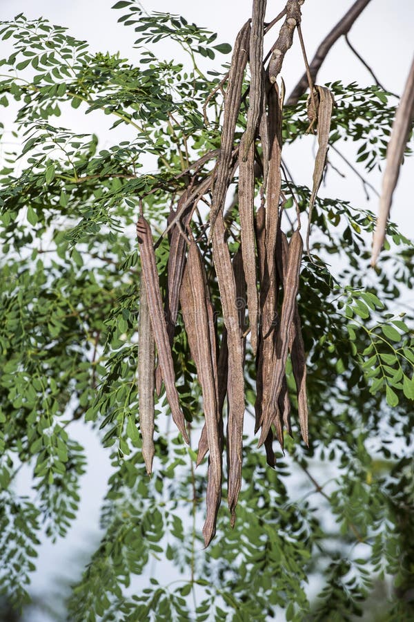 Moringa Leaves and Pods on the Plant - Moringa Oleifera Stock Photo ...
