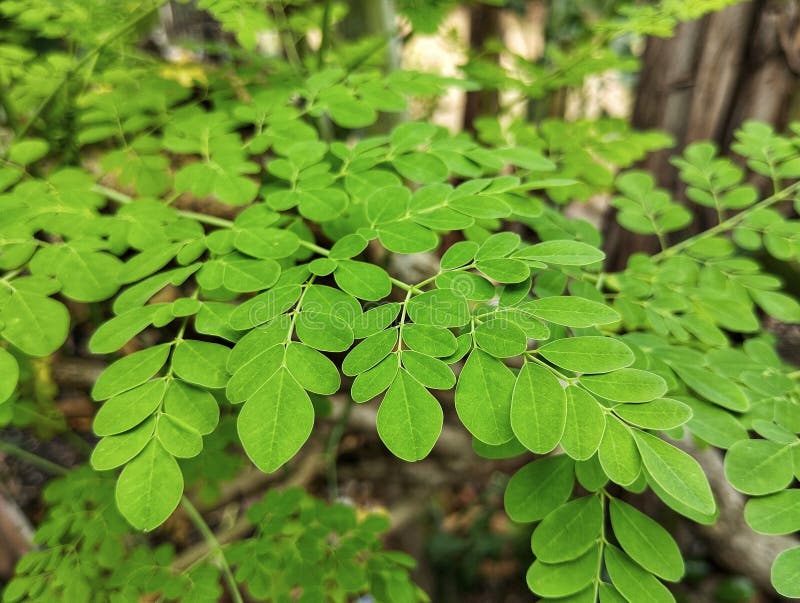 Moringa Oleifera Moringa Leaves Shoot on Close Up Stock Image - Image ...