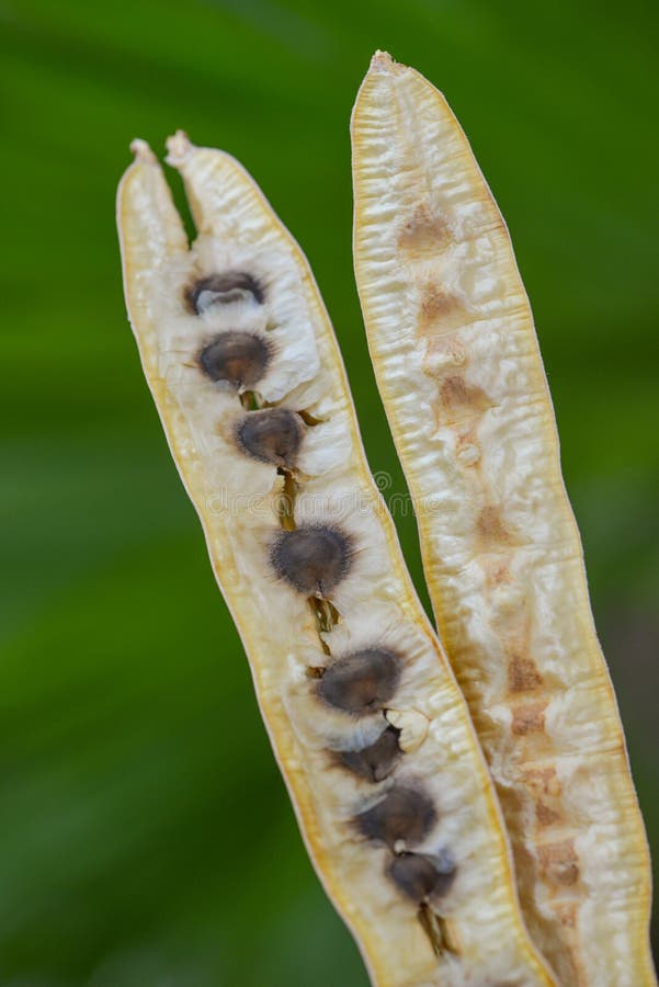 Moringa Oleifera Tree Dry Fruit Seeds Stock Image - Image of nature ...
