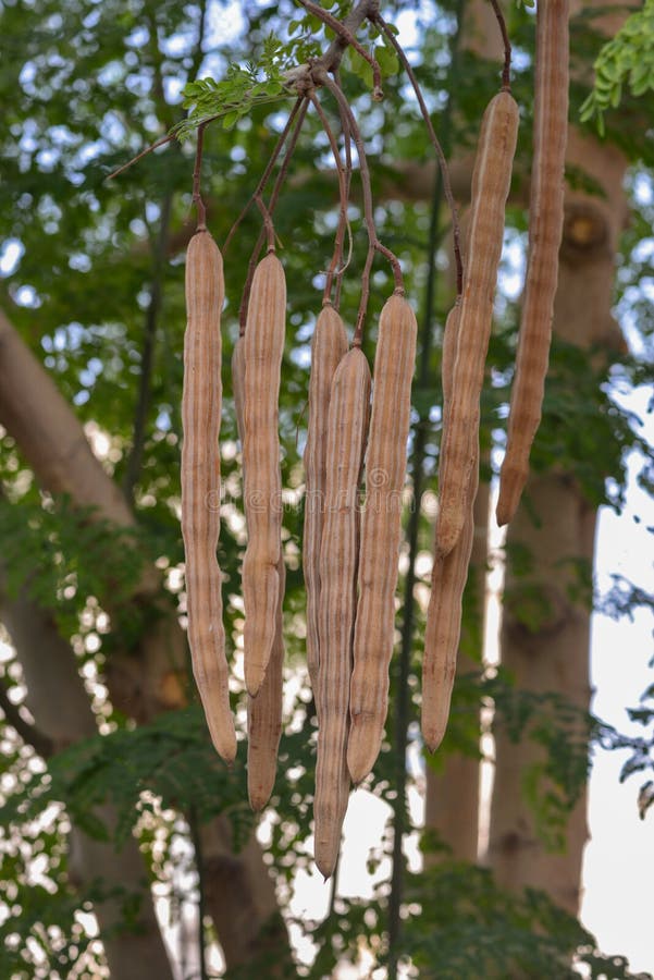 Moringa Oleifera Tree Dry Fruits Stock Image - Image of middle, climate ...
