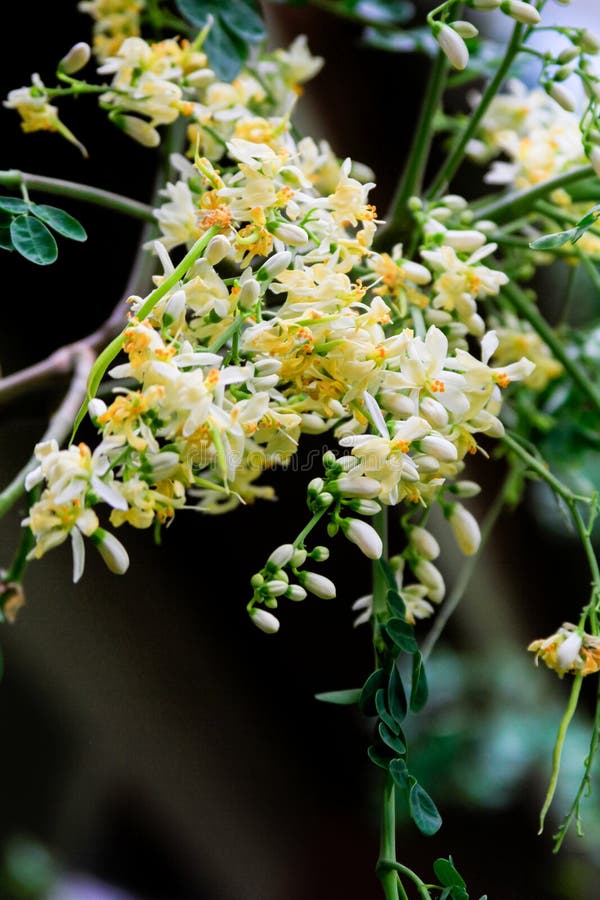Moringa Oleifera Tree Flower White Flower Stock Photo - Image of flower ...