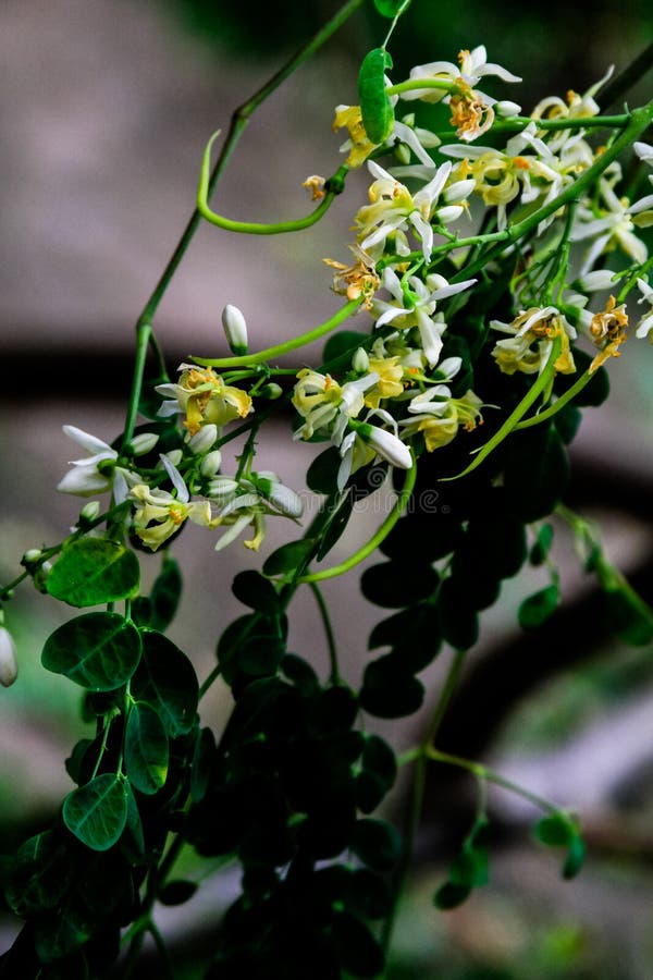 Moringa Oleifera Tree Flower White Flower Stock Image - Image of garden ...