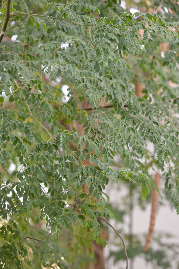 Moringa Oleifera Tree Leaves Stock Image - Image of healthy, india ...