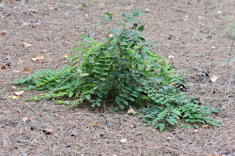 Moringa Oleifera Young Bush in Pine Tree Forest Stock Image - Image of ...