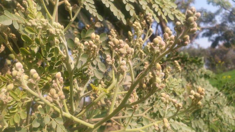 Oliefera Flowers Stock Photos - Free & Royalty-Free Stock Photos from ...