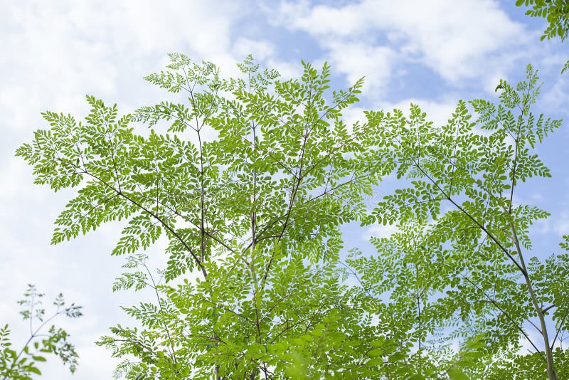 Moringa Plants - Moringa Oleifera Stock Photo - Image of bowl, natural ...