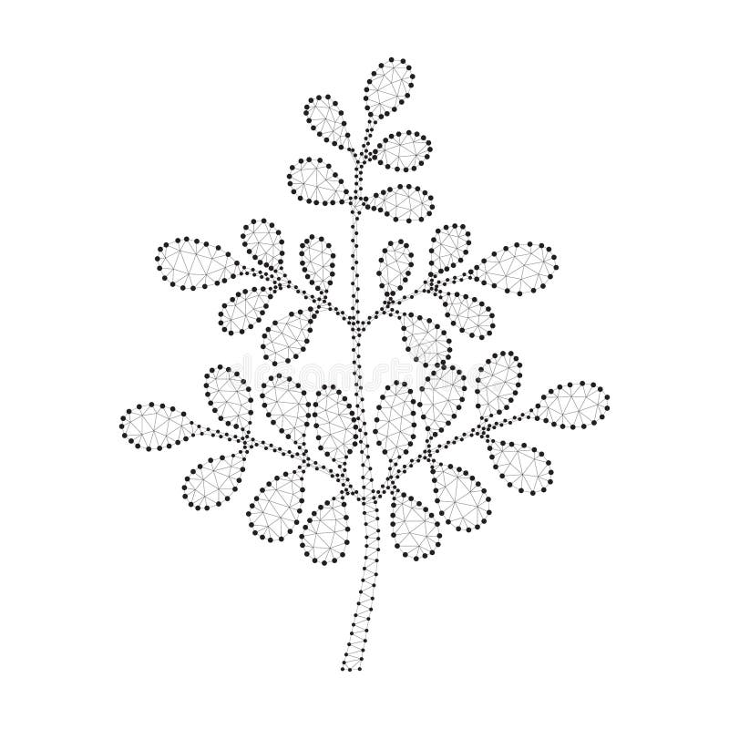 Moringa Line Art Stock Illustrations – 111 Moringa Line Art Stock ...