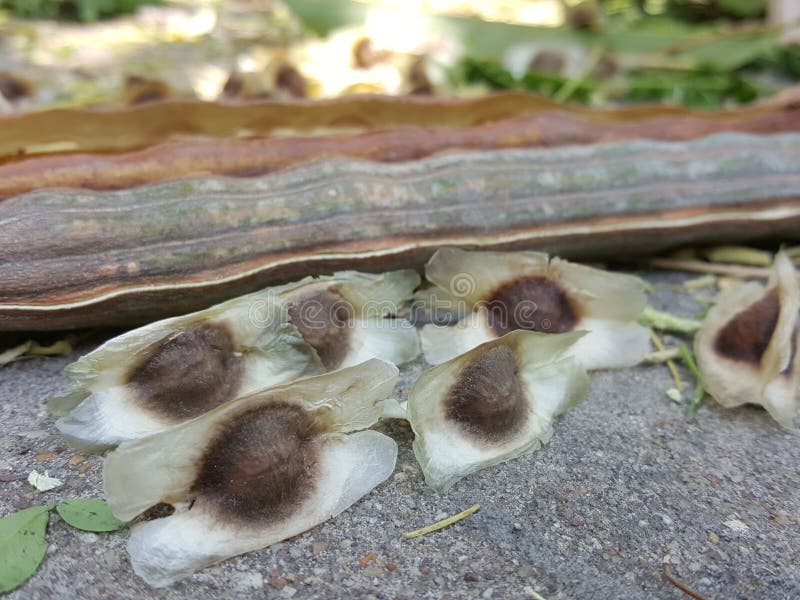 Moringa Seed Has Thin Cellophane Like Triangle, Stock Photo - Image of ...