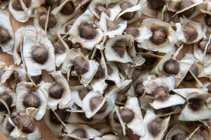 Moringa Seeds on Wood Table Stock Photo - Image of nutritional, herb ...