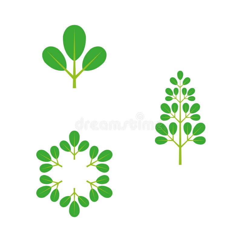 Moringa stock vector. Illustration of herb, icon, minimal - 273254238
