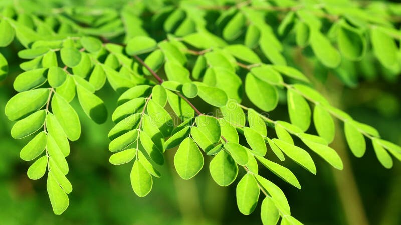 Moringa in the Sun, Malunggay Stock Image - Image of leaf, calcium ...
