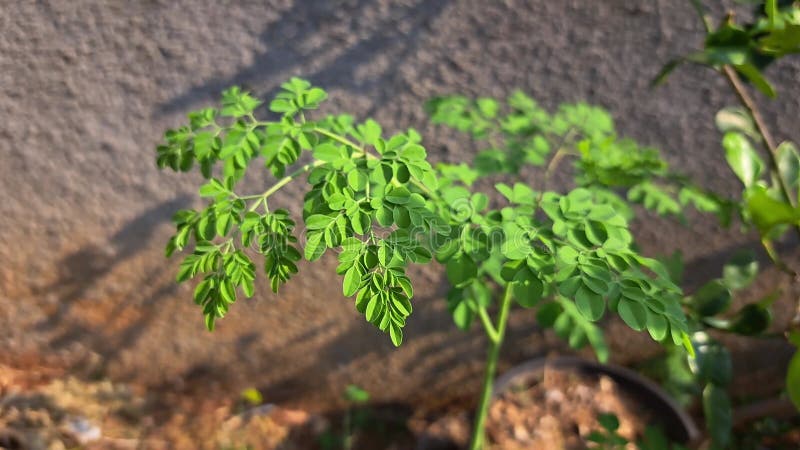 Moringa Tree Blown by the Wind. Moringa Oleifera Known As the Drum ...