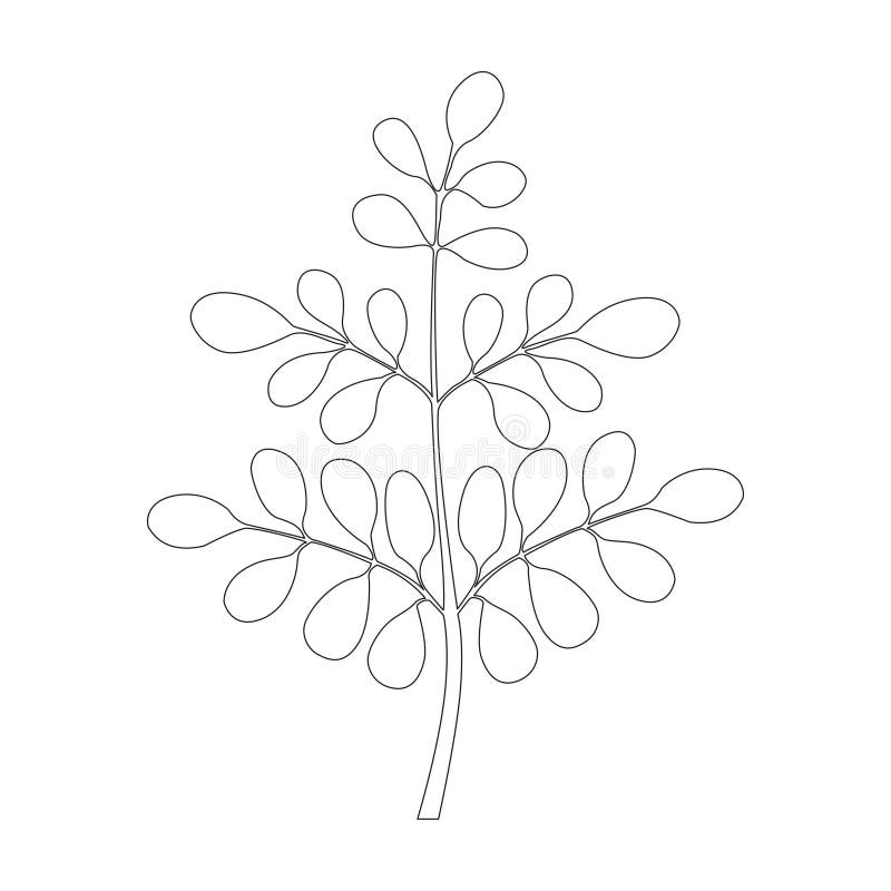 Moringa Tree, Continuous One Line Stock Vector - Illustration of forest ...