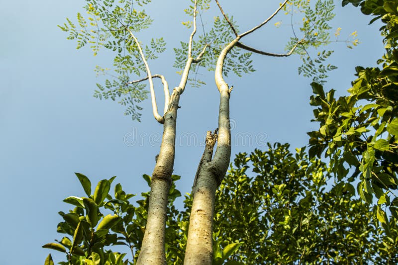 The Moringa Tree , or Drumstick Tree, is a Fast Growing Tree Stock ...