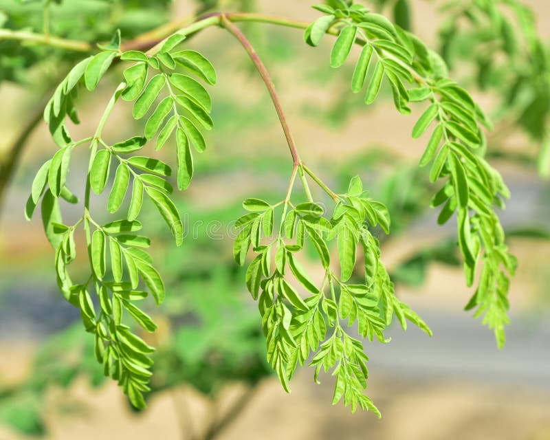 Moringa tree on the field stock photo. Image of food - 157597780